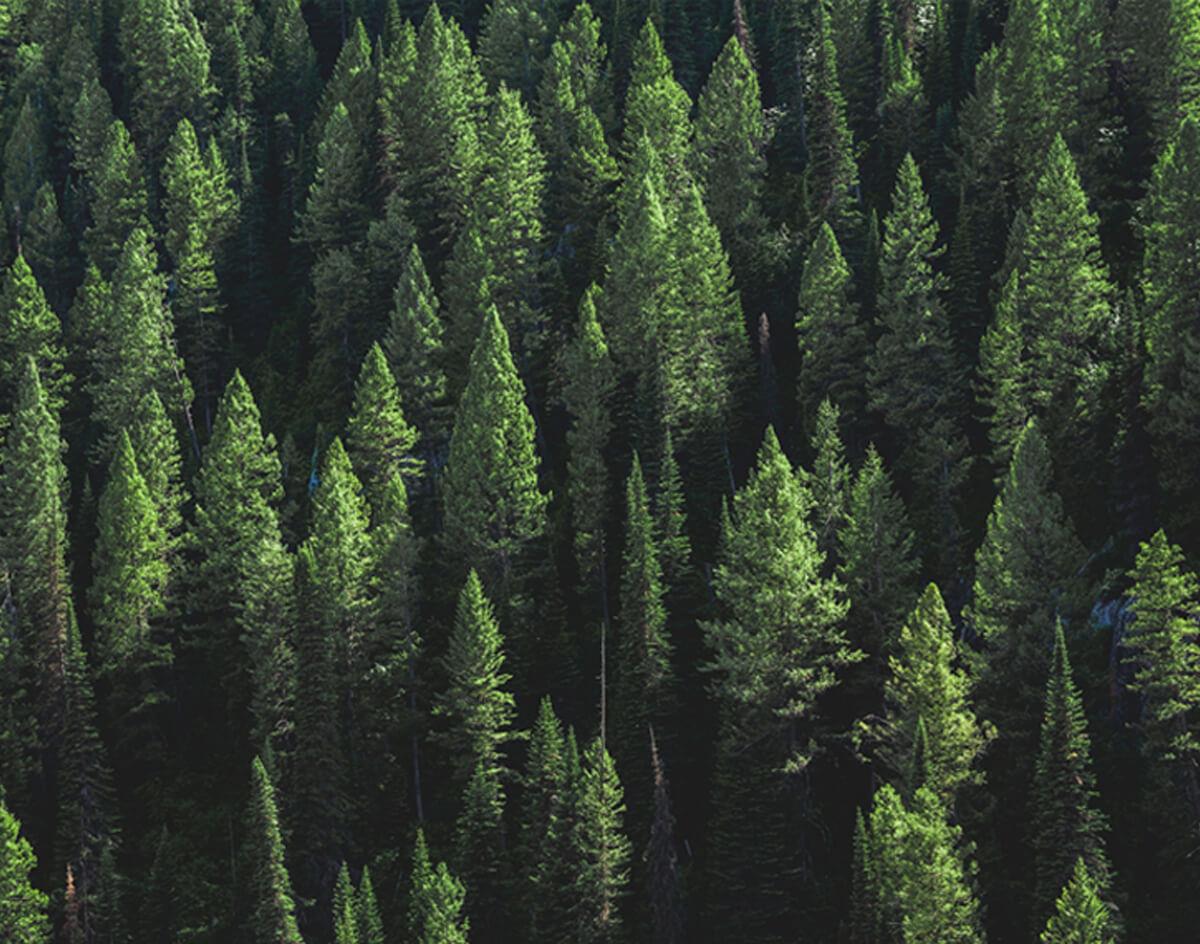 Sustainability Report | About | Corporate | Xcel Energy