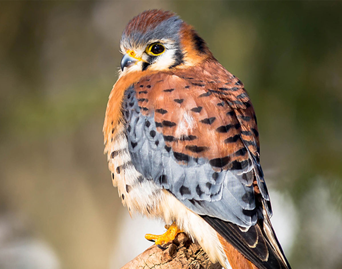 Bird Cam | Sustainability | Corporate | Xcel Energy